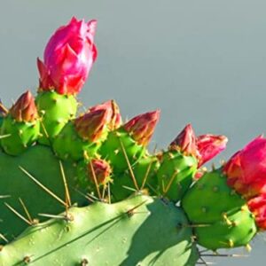 Yunaksea 3 Spineless Prickly Pear Cactus Pads for Planting Indoor, 4 Inc to 5 Inc Tall, Succulents Plants Live