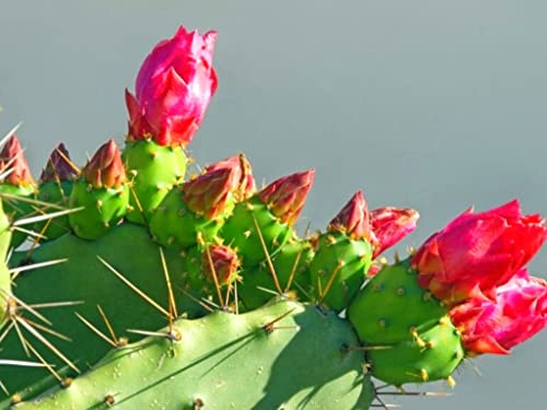 Yunaksea 3 Spineless Prickly Pear Cactus Pads for Planting Indoor, 4 Inc to 5 Inc Tall, Succulents Plants Live