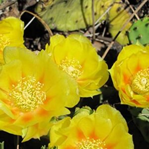 Yunaksea 3 Spineless Prickly Pear Cactus Pads for Planting Indoor, 4 Inc to 5 Inc Tall, Succulents Plants Live