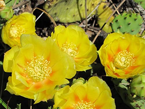 Yunaksea 3 Spineless Prickly Pear Cactus Pads for Planting Indoor, 4 Inc to 5 Inc Tall, Succulents Plants Live