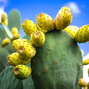 Yunaksea 3 Spineless Prickly Pear Cactus Pads for Planting Indoor, 4 Inc to 5 Inc Tall, Succulents Plants Live