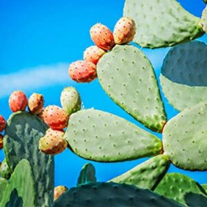 Yunaksea 3 Spineless Prickly Pear Cactus Pads for Planting Indoor, 4 Inc to 5 Inc Tall, Succulents Plants Live