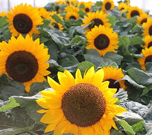 Sunspot Sunflower Seeds for Planting | Heirloom and Non-GMO Flower Seeds | 30 Giant Mammoth Sunflower Seeds to Plant Outdoor Home Garden | Bulk Planting Packets Available (1 Pack)