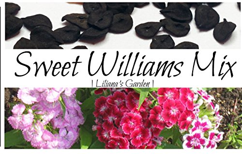 Flower Seeds - Sweet William Seeds- Mixed Colors - Dianthus barbatus - Biennial - Liliana's Garden