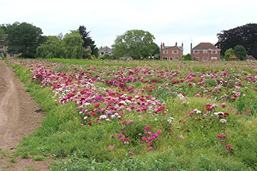 Flower Seeds - Sweet William Seeds- Mixed Colors - Dianthus barbatus - Biennial - Liliana's Garden