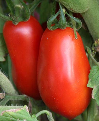 Tomato, Italian Roma, Heirloom, 50 Seeds, Delicious RED Tasty Fruit