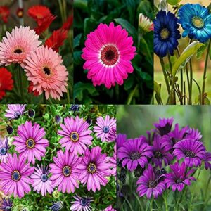 qauzuy garden seeds – 200 premium african daisy seeds cineraria cape marigold flower mix, heirloom, drought tolerant, attracts pollinators