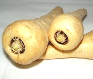 harris model parsnip heirloom seeds for garden growing bin303 (180 seeds, or 1 gram)