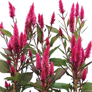 celosia asian garden seeds – flower seeds package – 250 seeds