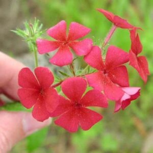 chuxay garden red phlox drummondii,annual phlox,drummond’s phlox 800 seeds fragrant flowering plant heat-tolerant grows in garden and pots low-maintenance