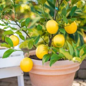 chuxay garden 10 seeds citrus limon ‘meyer’,dwarf lemon,valley lemon,meyers lemon hybridize sweet fruit gardening gifts non-gmo green organic low-maintenance