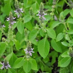 chuxay garden 100 seeds ocimum sanctum,holy basil seed,monk’s basil, purple-stalked basil, sacred basil,tulsi green herb plant seasoning culinary herbs easy grow