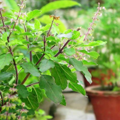 CHUXAY GARDEN 100 Seeds Ocimum Sanctum,Holy Basil Seed,Monk's Basil, Purple-Stalked Basil, Sacred Basil,Tulsi Green Herb Plant Seasoning Culinary Herbs Easy Grow