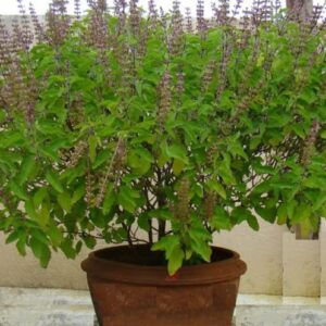 CHUXAY GARDEN 100 Seeds Ocimum Sanctum,Holy Basil Seed,Monk's Basil, Purple-Stalked Basil, Sacred Basil,Tulsi Green Herb Plant Seasoning Culinary Herbs Easy Grow