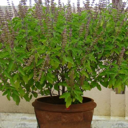 CHUXAY GARDEN 100 Seeds Ocimum Sanctum,Holy Basil Seed,Monk's Basil, Purple-Stalked Basil, Sacred Basil,Tulsi Green Herb Plant Seasoning Culinary Herbs Easy Grow