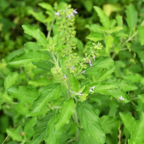 CHUXAY GARDEN 100 Seeds Ocimum Sanctum,Holy Basil Seed,Monk's Basil, Purple-Stalked Basil, Sacred Basil,Tulsi Green Herb Plant Seasoning Culinary Herbs Easy Grow