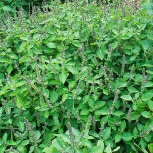 CHUXAY GARDEN 100 Seeds Ocimum Sanctum,Holy Basil Seed,Monk's Basil, Purple-Stalked Basil, Sacred Basil,Tulsi Green Herb Plant Seasoning Culinary Herbs Easy Grow