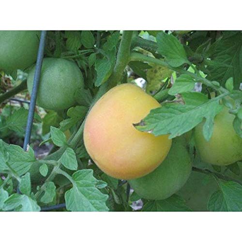 25 Seeds Garden Peach Tomato - Juicy & Tasty!!! Great Tomato..