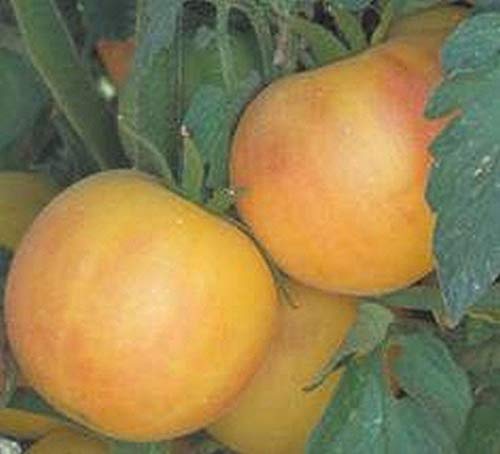 25 Seeds Garden Peach Tomato - Juicy & Tasty!!! Great Tomato..