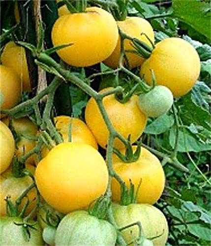 25 Seeds Garden Peach Tomato - Juicy & Tasty!!! Great Tomato..