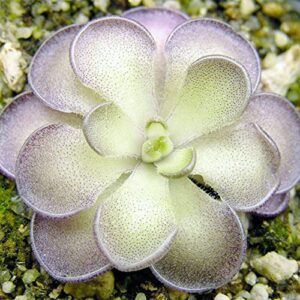 qauzuy garden 25 rare butterwort plant seeds pings pinguicula, mexican butterwort carnivorous plant seeds – exotic succulent plant for patios counters succulent baskets