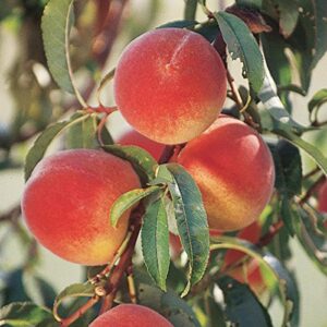 pixies gardens elberta peach tree live plants large, yellow with a red blush. yellow flesh, very juicy, good flavor, freestone (5 gallon, potted)