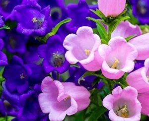 canterbury bells campanula medium bluebells flower garden about 100 seeds for planting