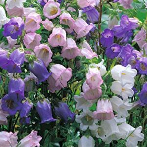 Canterbury Bells Campanula Medium Bluebells Flower Garden About 100 Seeds for Planting