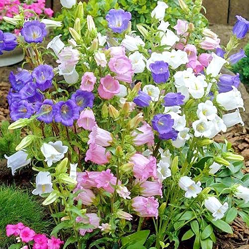 Canterbury Bells Campanula Medium Bluebells Flower Garden About 100 Seeds for Planting