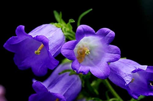 Canterbury Bells Campanula Medium Bluebells Flower Garden About 100 Seeds for Planting