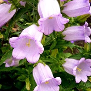 Canterbury Bells Campanula Medium Bluebells Flower Garden About 100 Seeds for Planting