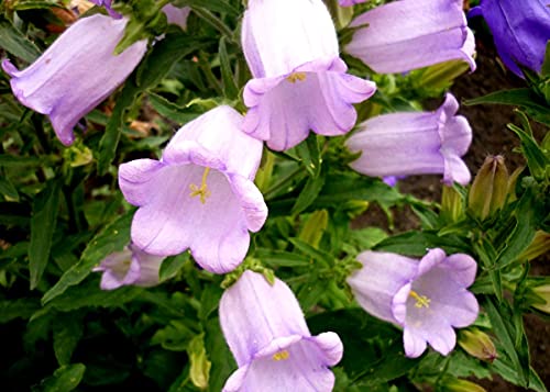 Canterbury Bells Campanula Medium Bluebells Flower Garden About 100 Seeds for Planting