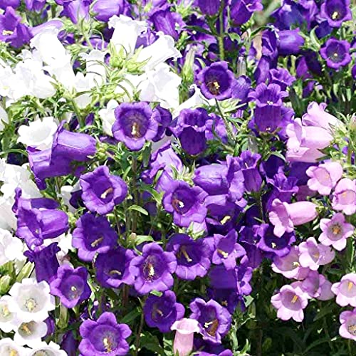 Canterbury Bells Campanula Medium Bluebells Flower Garden About 100 Seeds for Planting