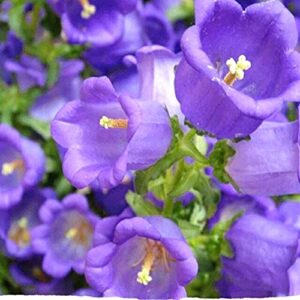 Canterbury Bells Campanula Medium Bluebells Flower Garden About 100 Seeds for Planting