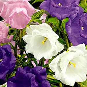 Canterbury Bells Campanula Medium Bluebells Flower Garden About 100 Seeds for Planting