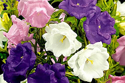 Canterbury Bells Campanula Medium Bluebells Flower Garden About 100 Seeds for Planting