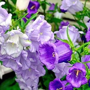 Canterbury Bells Campanula Medium Bluebells Flower Garden About 100 Seeds for Planting