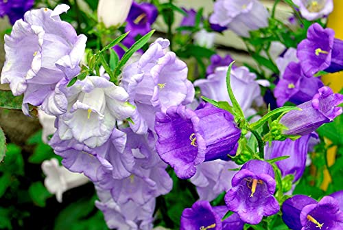 Canterbury Bells Campanula Medium Bluebells Flower Garden About 100 Seeds for Planting