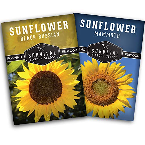 Survival Garden Seeds Edible Sunflower Seed Vault - Gigantic Flowers with Delicious Seeds - Mammoth Sunflower and Oil-Rich Black Russian Sunflower - Non-GMO Heirloom Seeds for Planting & Growing