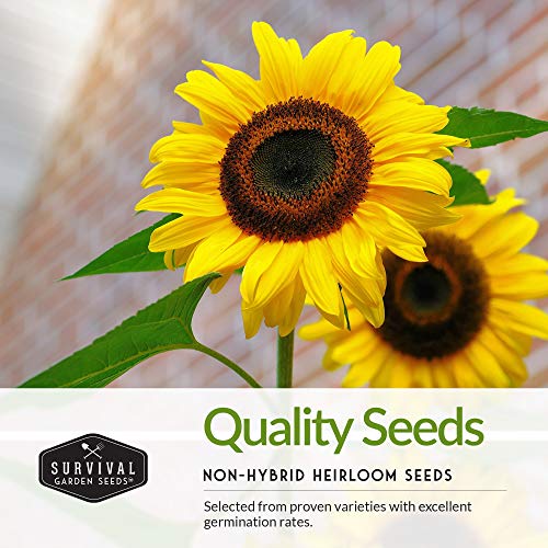 Survival Garden Seeds Edible Sunflower Seed Vault - Gigantic Flowers with Delicious Seeds - Mammoth Sunflower and Oil-Rich Black Russian Sunflower - Non-GMO Heirloom Seeds for Planting & Growing