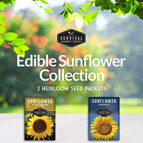 Survival Garden Seeds Edible Sunflower Seed Vault - Gigantic Flowers with Delicious Seeds - Mammoth Sunflower and Oil-Rich Black Russian Sunflower - Non-GMO Heirloom Seeds for Planting & Growing