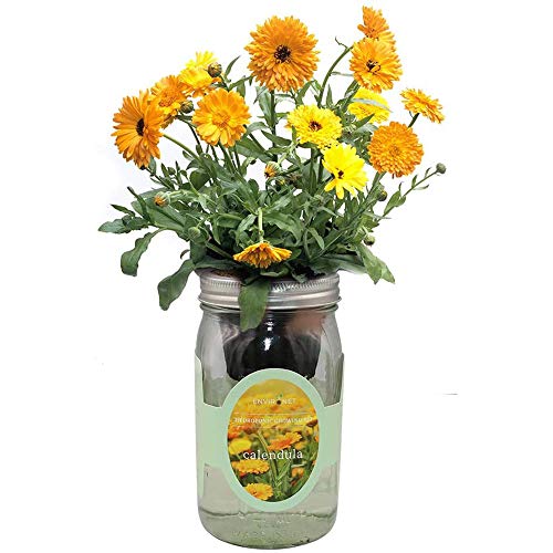 Environet Hydroponic Calendula Growing Kit, Self-Watering Mason Jar Garden Starter Kit Indoor, Grow Calendula from Organic Seeds