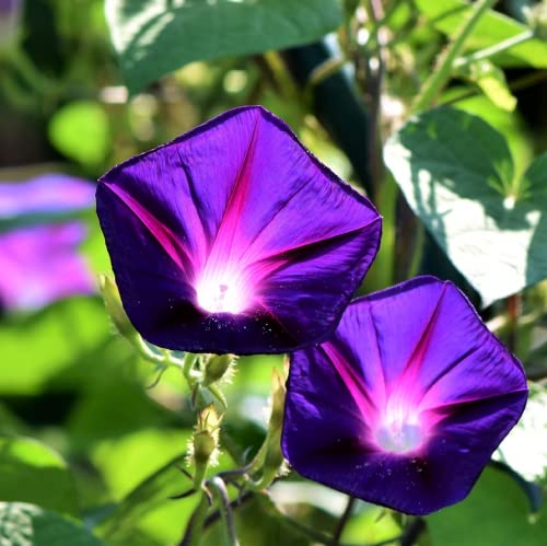 CHUXAY GARDEN 30 Seeds Dark Purple Morning Glory Seed,Ipomoea Purpurea Showy Accent Plant Native Wildflower