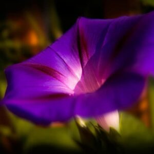 CHUXAY GARDEN 30 Seeds Dark Purple Morning Glory Seed,Ipomoea Purpurea Showy Accent Plant Native Wildflower