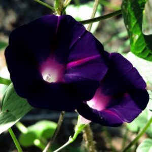 CHUXAY GARDEN 30 Seeds Dark Purple Morning Glory Seed,Ipomoea Purpurea Showy Accent Plant Native Wildflower