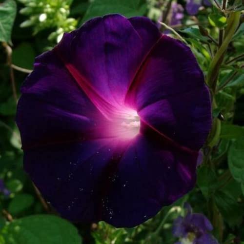 CHUXAY GARDEN 30 Seeds Dark Purple Morning Glory Seed,Ipomoea Purpurea Showy Accent Plant Native Wildflower