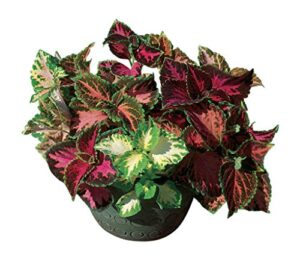 burpee rainbow mixed colors coleus seeds 550 seeds