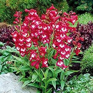 chuxay garden penstemon hartwegii,hartweg’s beardtongue 50 seeds red perennial herb flowering plants lovely bell flowers landscaping rocks