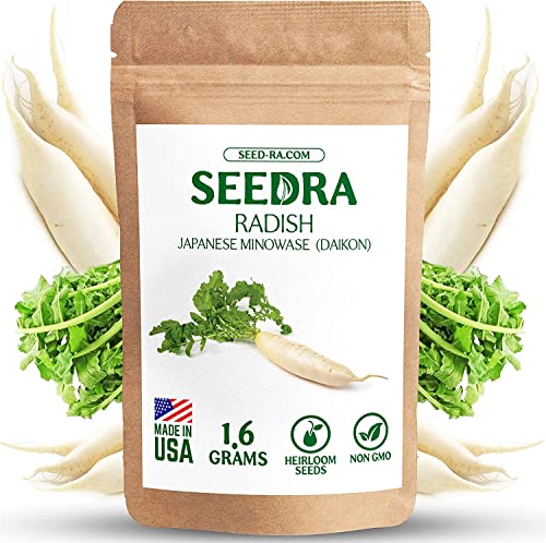 Seedra.US Japanese Minowase Daikon Radish Seeds for Indoor and Outdoor Planting - Non GMO and Heirloom Seeds - 100 Seeds - White Radishes for Home Vegetable Garden