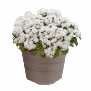 CHUXAY GARDEN 100 Seeds White Ageratum Houstonianum,Flossflower,Bluemink,Blueweed,Pussy Foot,Mexican Paintbrush Rare White Flowers Hardy Bear Ear Plant Easy to Grow & Maintain